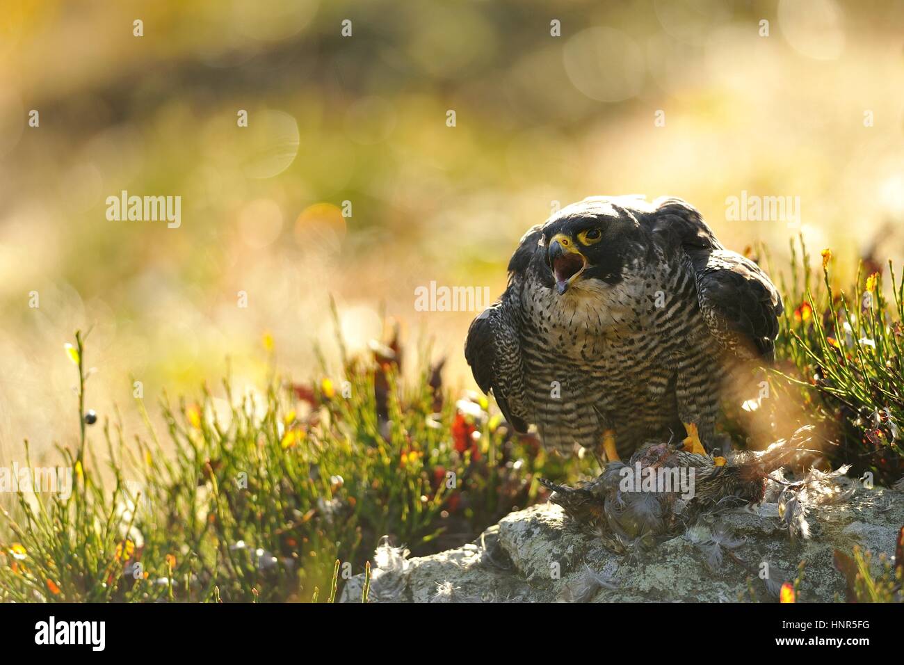 Peregrine Falcon sitting on the ground and eating his prey Stock Photo ...