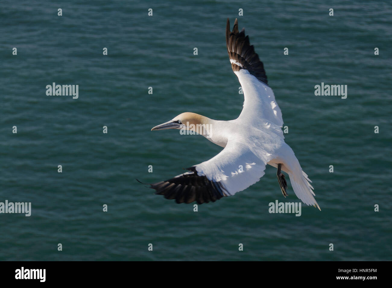 Flying Northern Gannet with blue ocean on background Stock Photo - Alamy