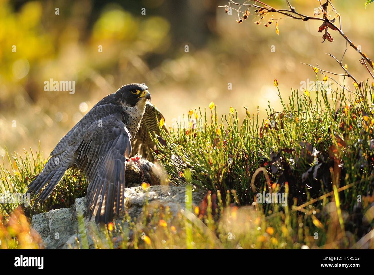 Peregrine Falcon sitting on the ground and eating his prey Stock Photo ...