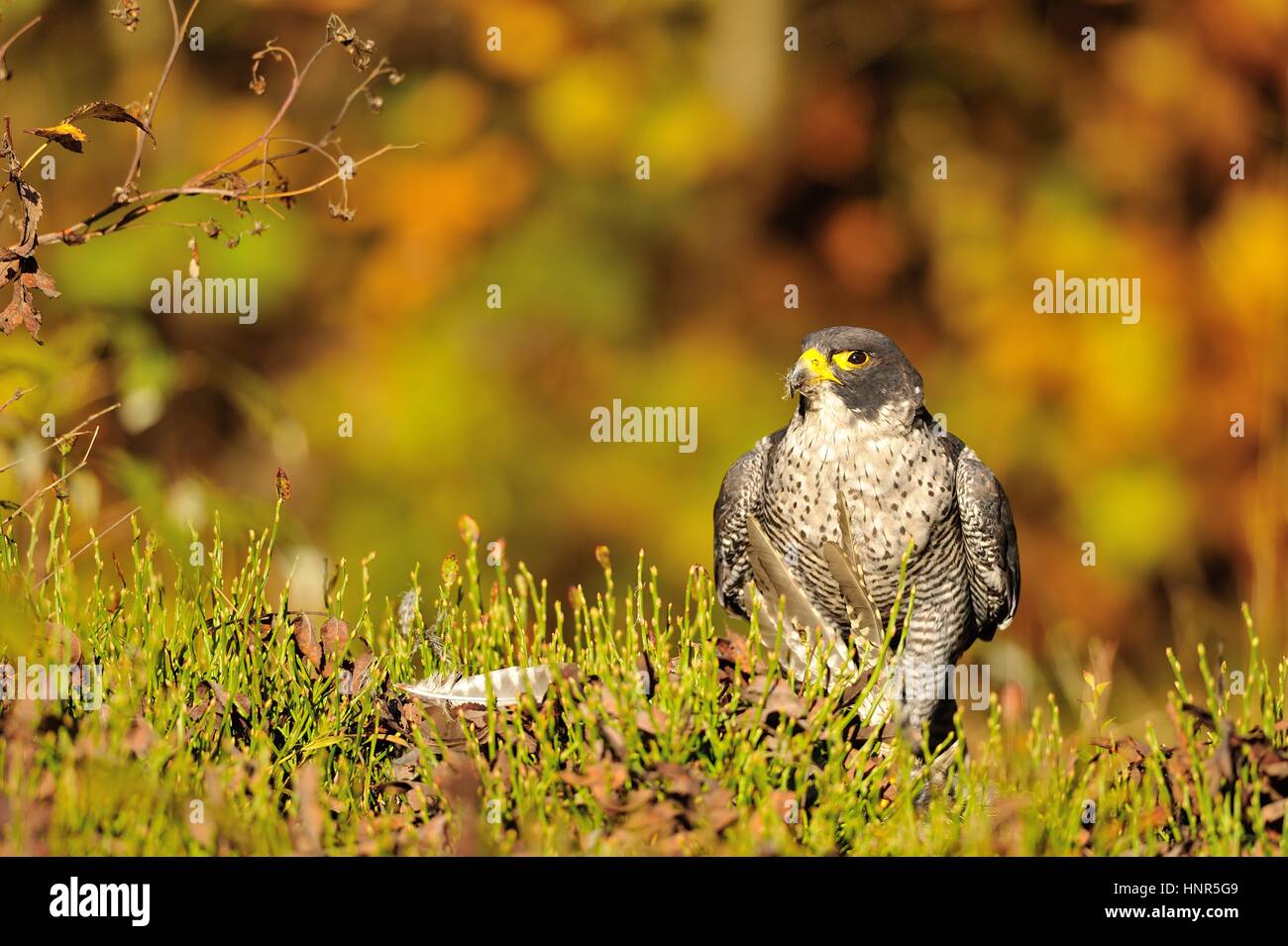 Peregrine Falcon sitting on the ground and eating his prey Stock Photo ...