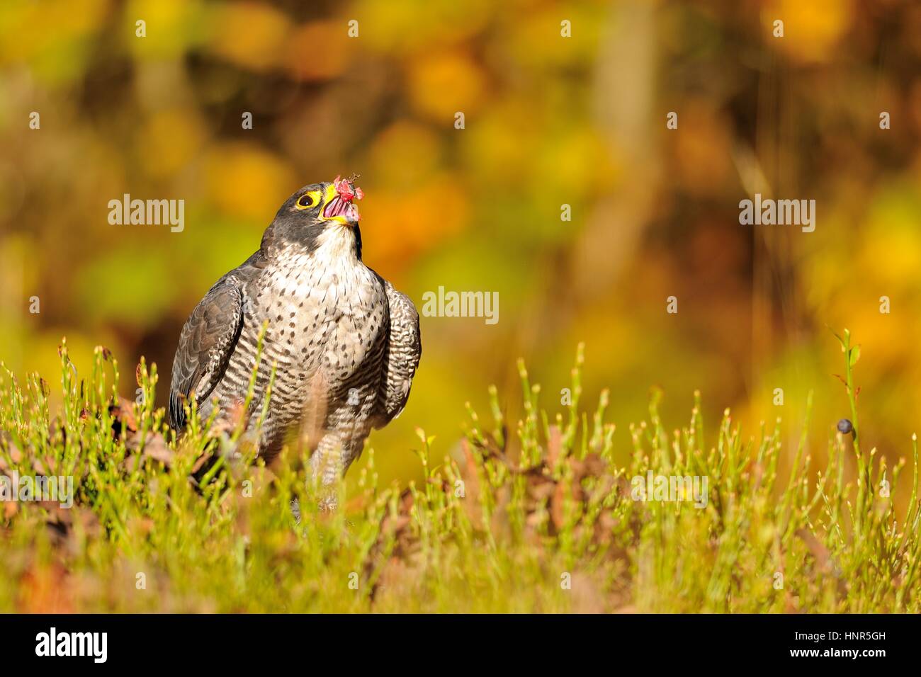 Peregrine Falcon sitting on the ground and eating his prey Stock Photo ...