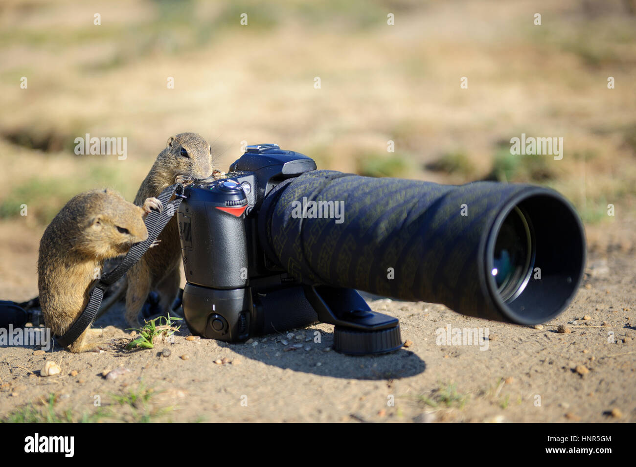 European ground squirrel as a photographer with big professional camera ...
