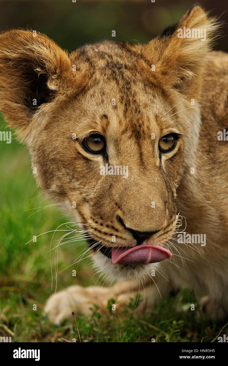 Lion licking face hi-res stock photography and images - Alamy