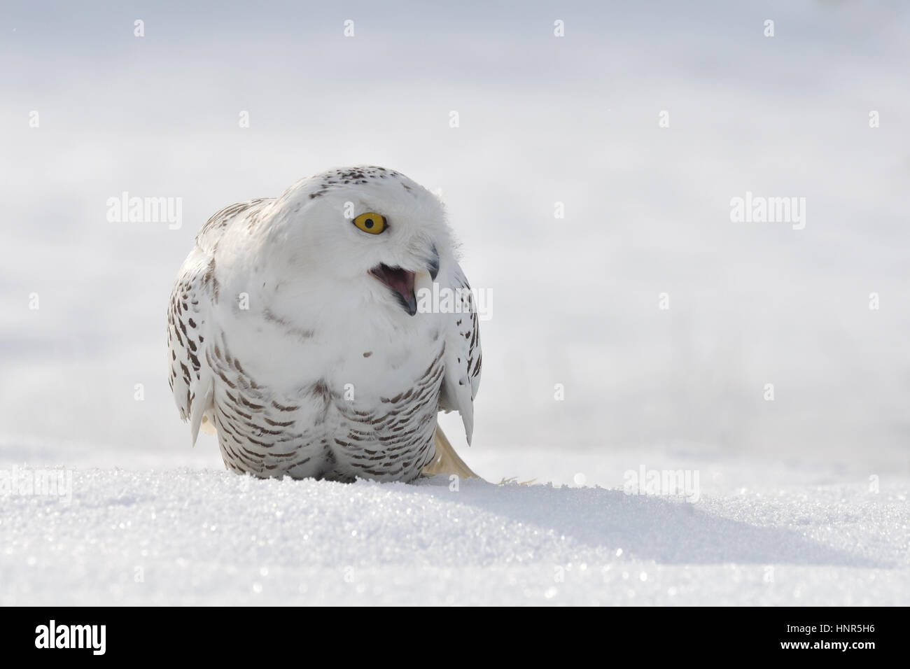 shouting snowy owl Stock Photo - Alamy
