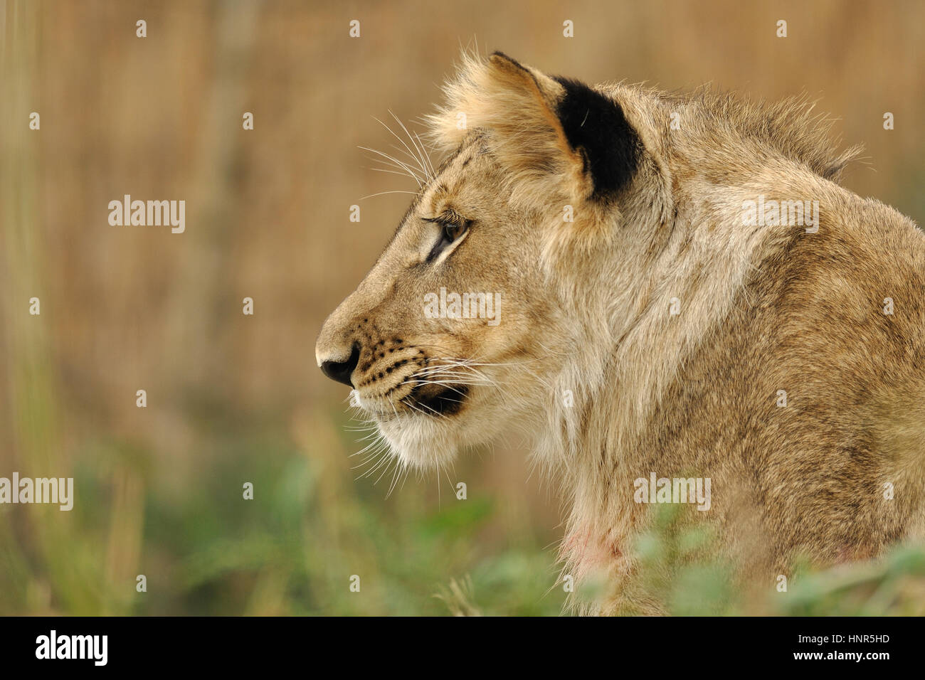 Lion profile face from left with beige background Stock Photo - Alamy