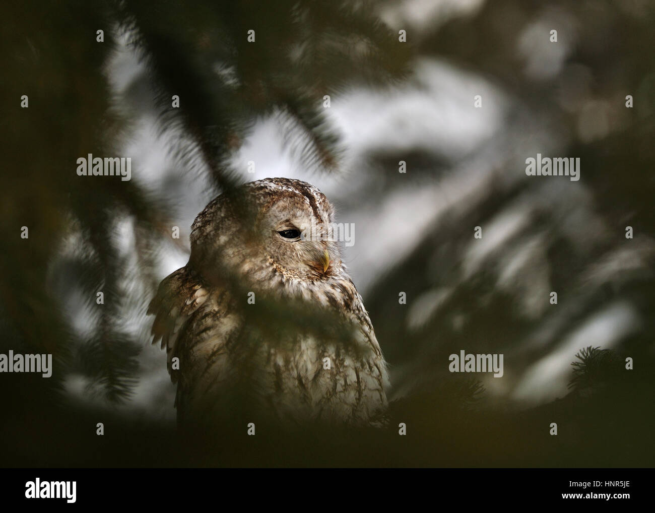 Dark wood owl hi-res stock photography and images - Alamy