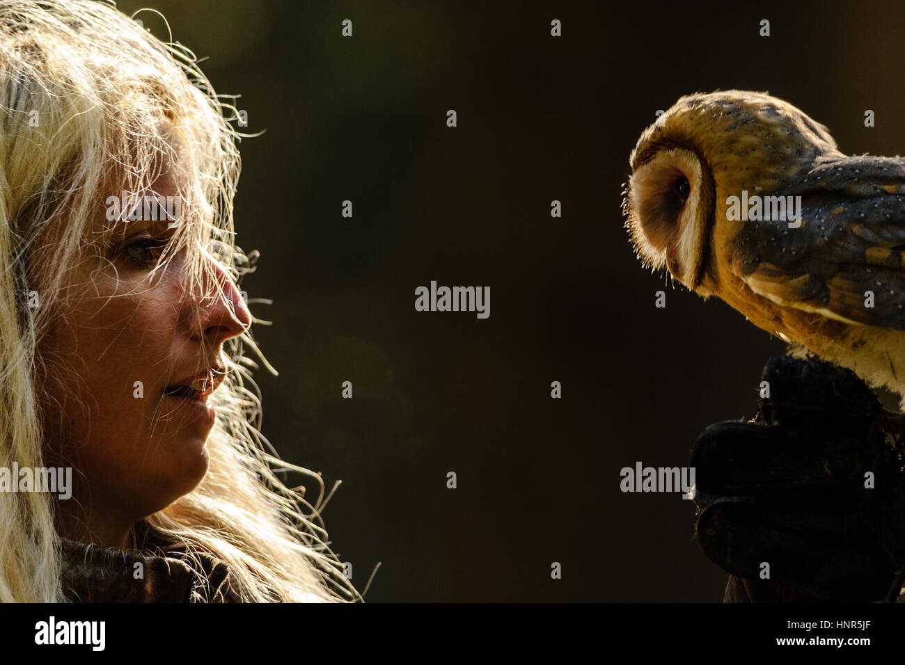 Barn owl wing detail hi-res stock photography and images - Alamy