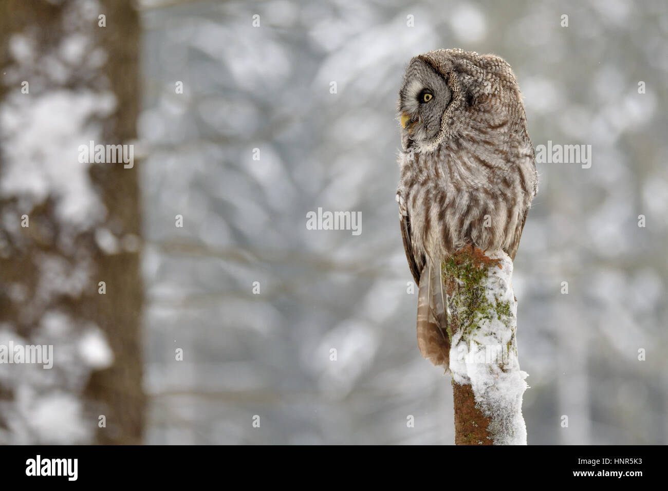 Grey little owl hi-res stock photography and images - Alamy