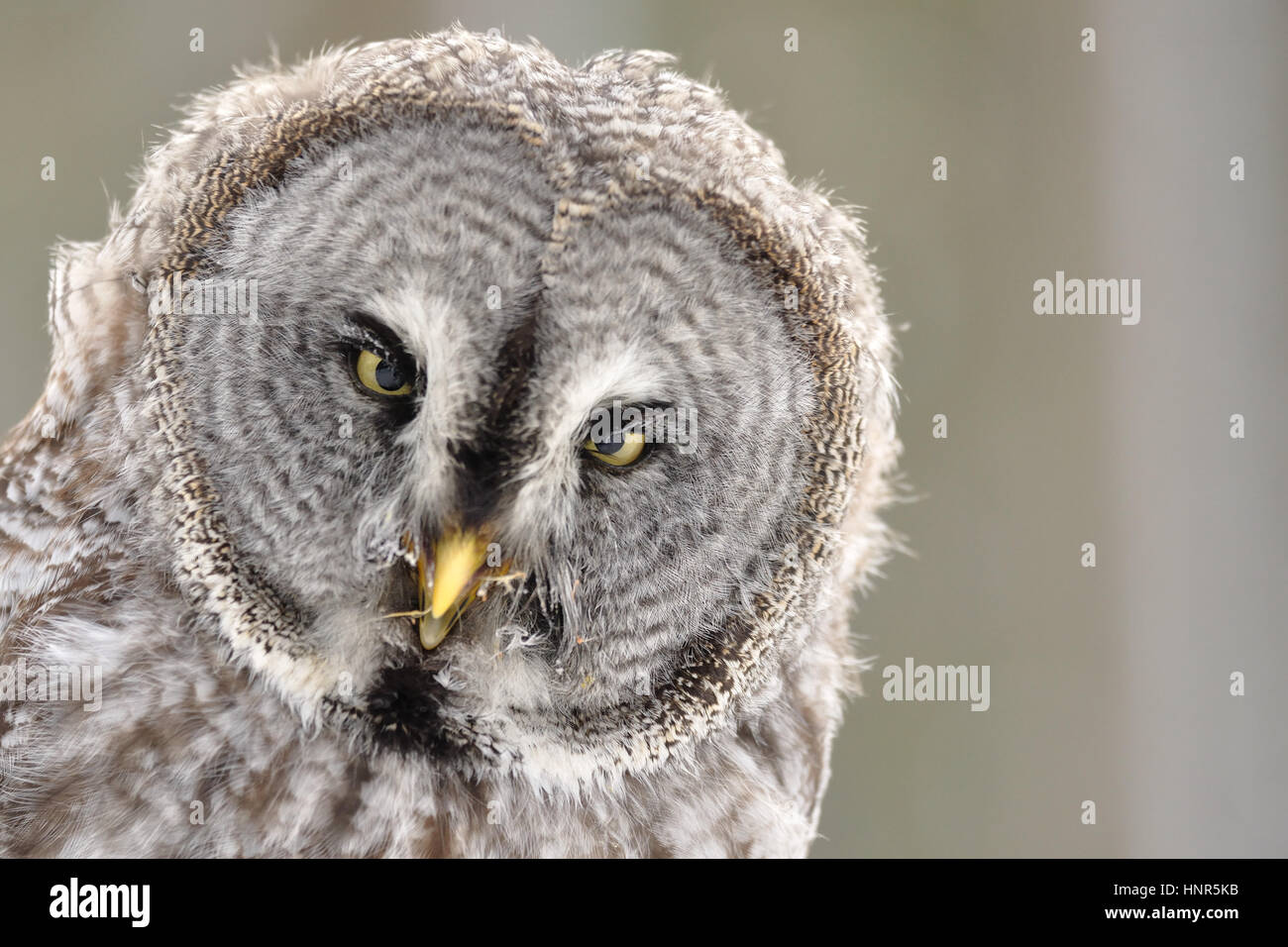 Grey little owl hi-res stock photography and images - Alamy