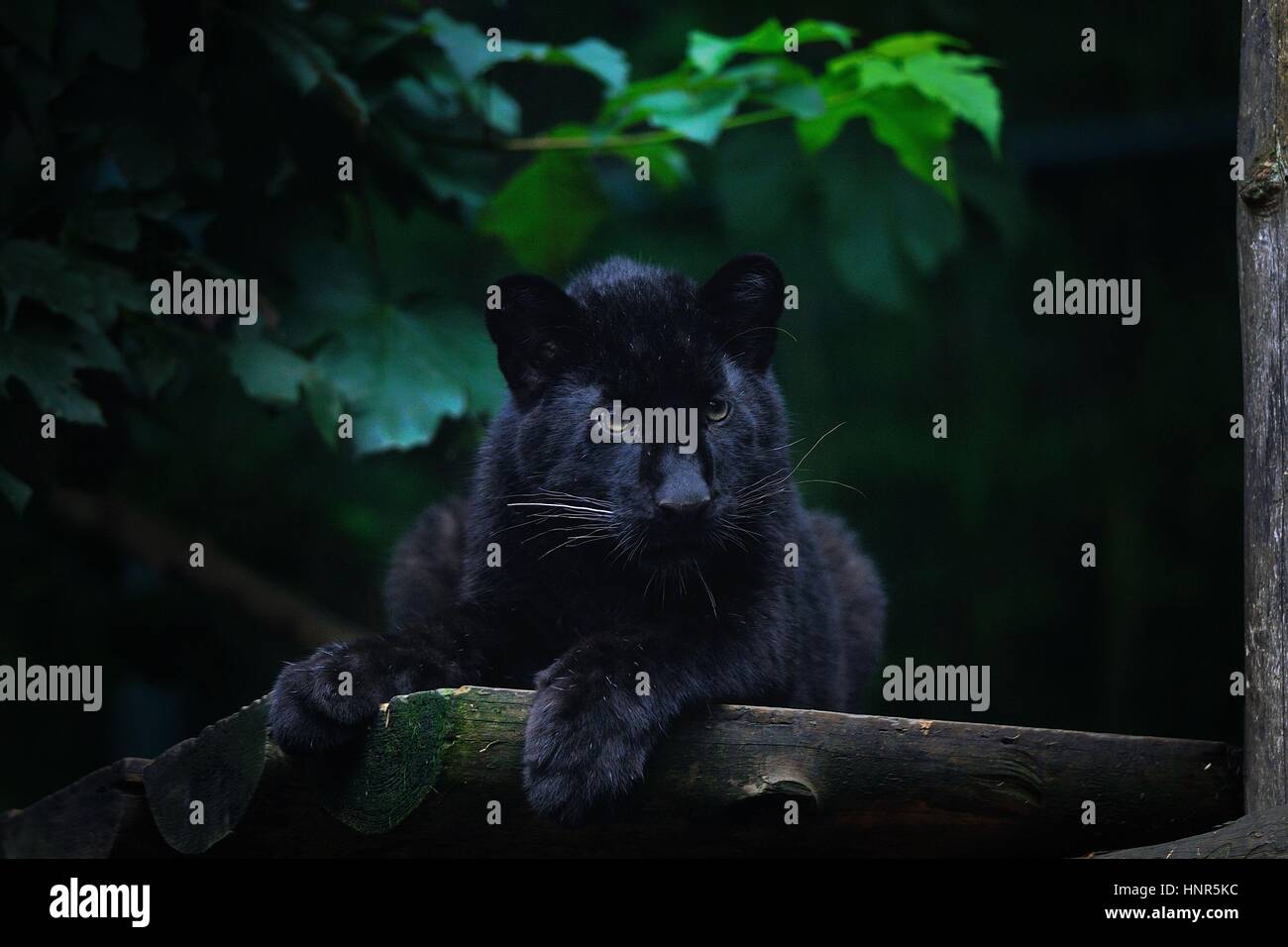 Black Leopard Cub High Resolution Stock Photography and Images - Alamy