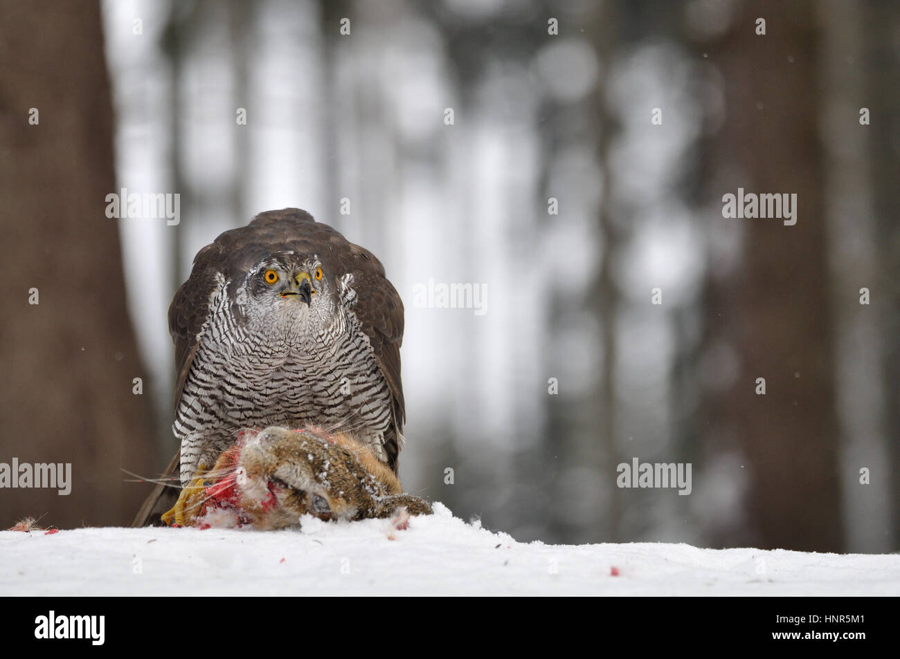Arranged photography Northern Goshawk sitting on dead rabbit Stock ...