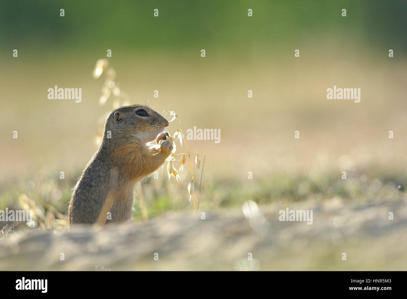 European ground squirrel standing in the yellow grass Stock Photo - Alamy