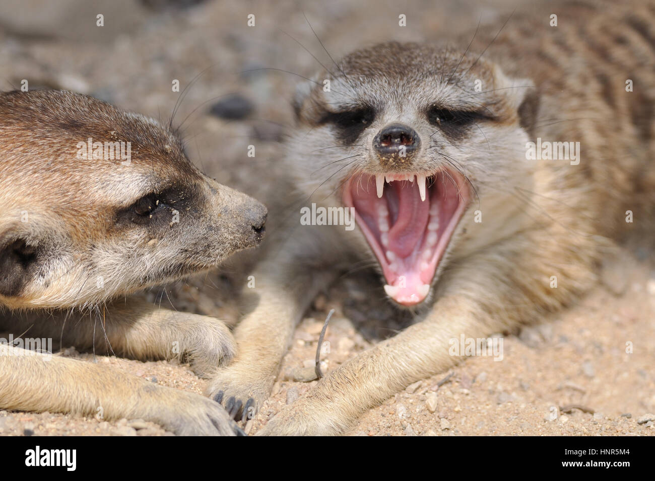 Angry meerkat hi-res stock photography and images - Alamy