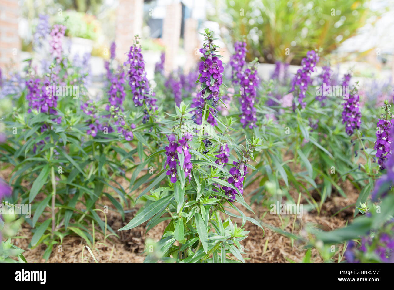 forget me not purple flowers in spring closeup Stock Photo - Alamy
