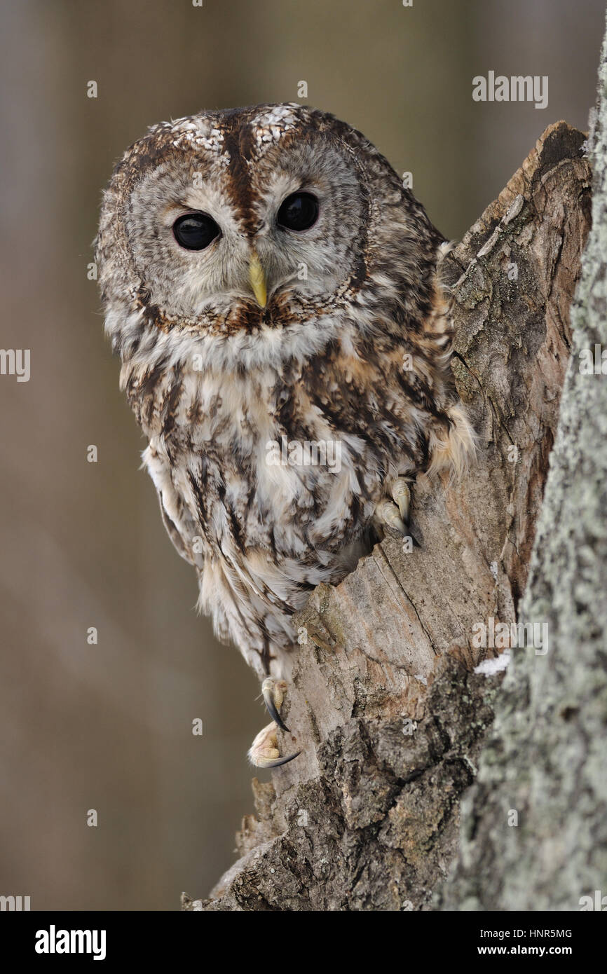 Little owl in tree hollow hi-res stock photography and images - Alamy