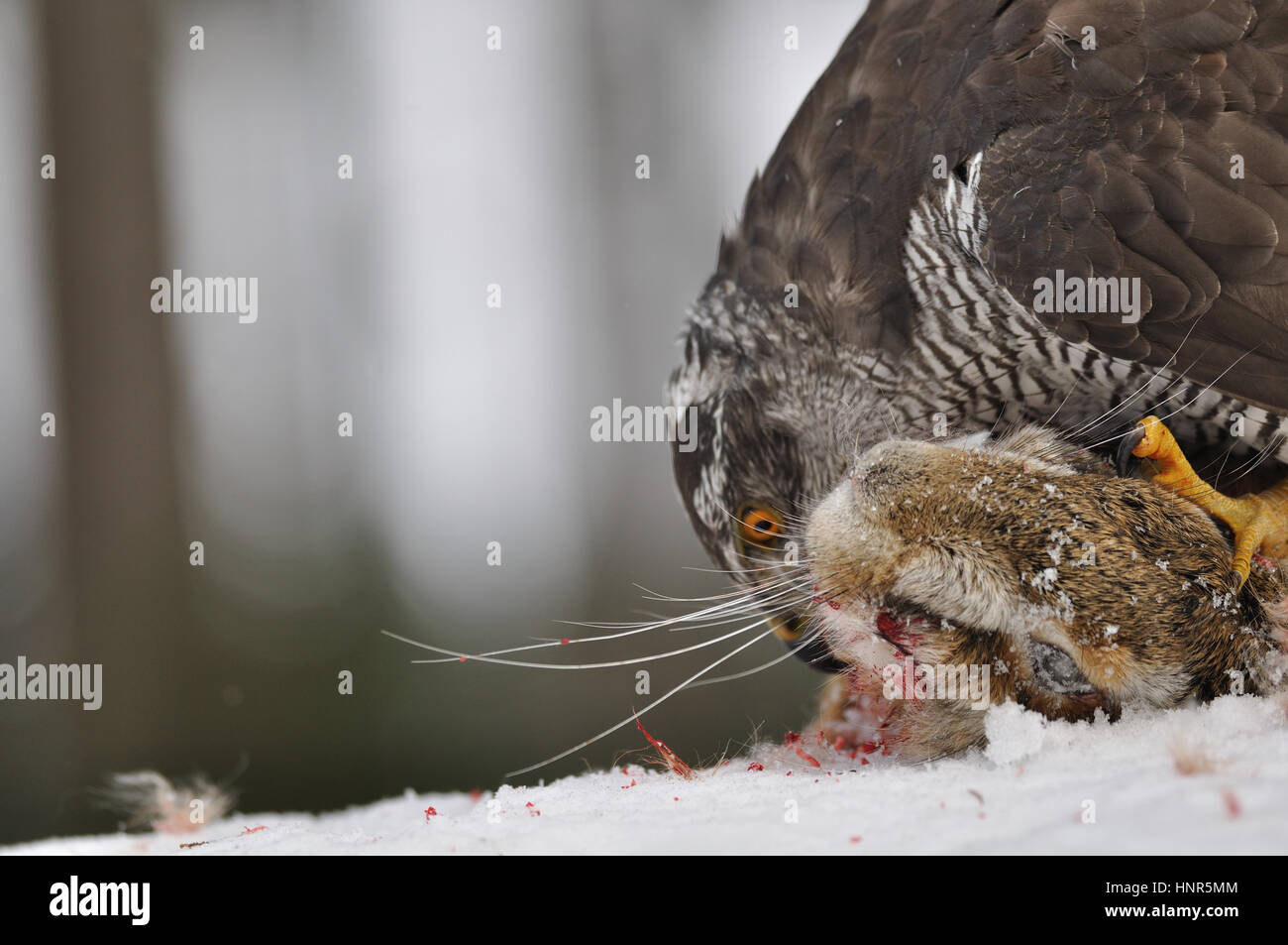 White goshawk hi-res stock photography and images - Alamy