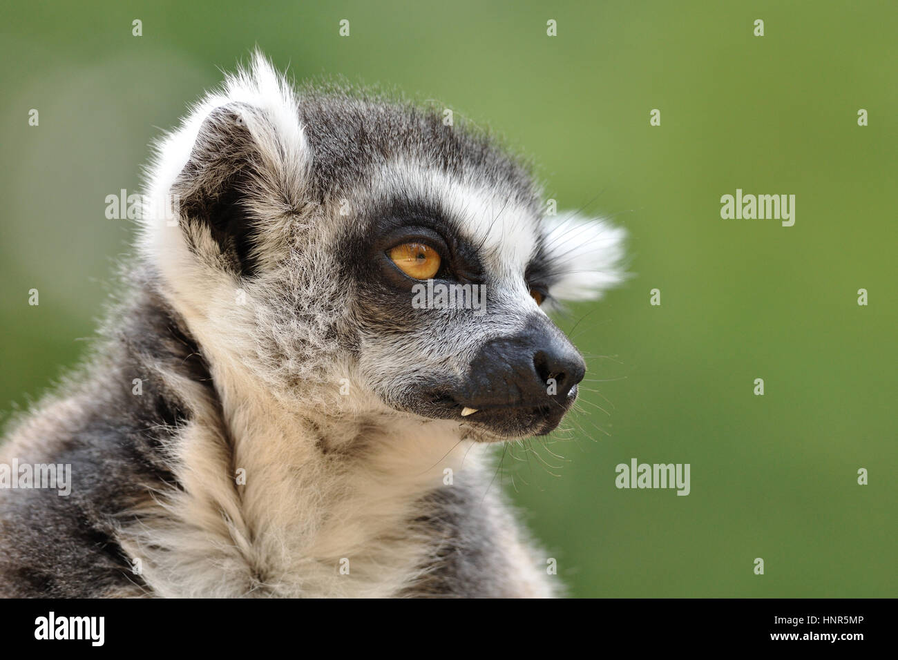 Lemur portrait on green background staring to side Stock Photo - Alamy