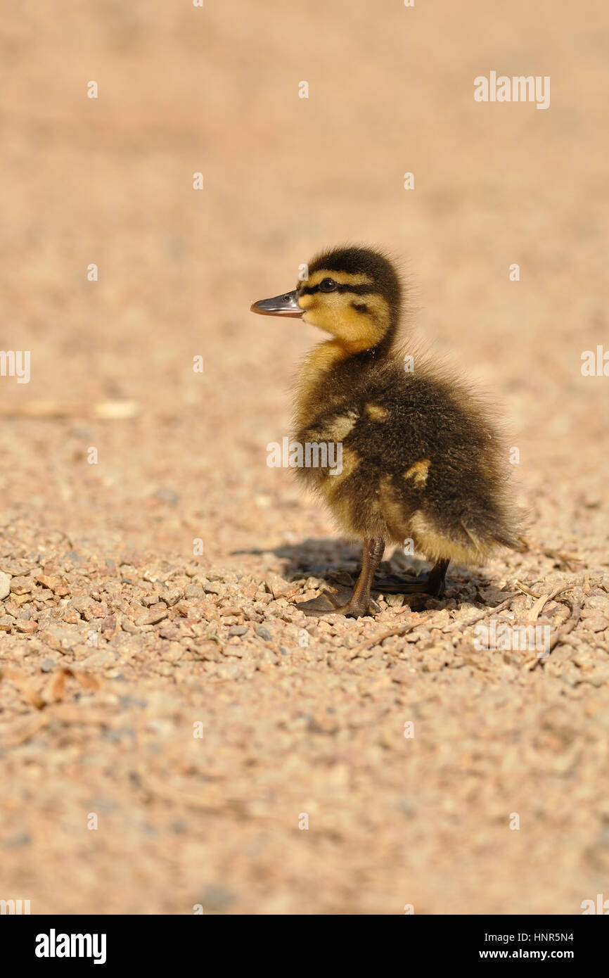 Mallard duckling face hi-res stock photography and images - Alamy