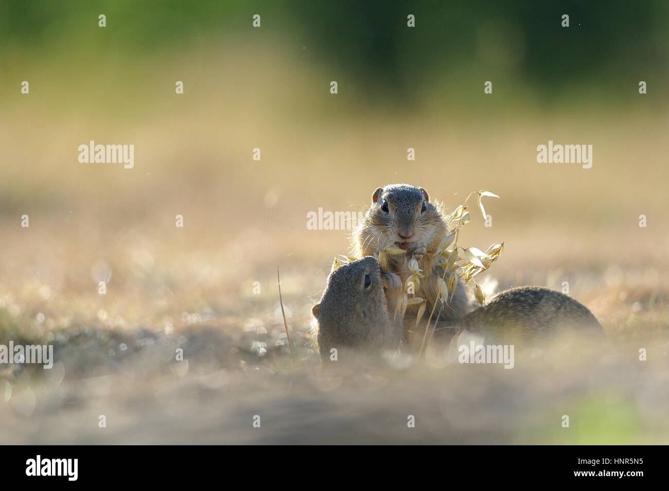 European ground squirrel standing in the yellow grass Stock Photo - Alamy