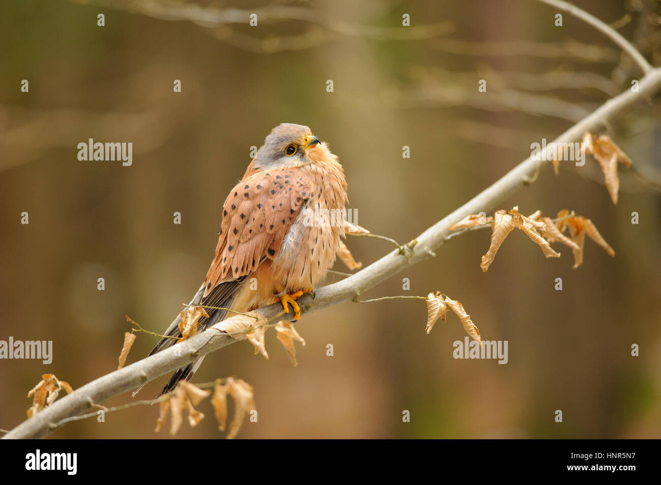 Common kestrel on tree branch in the forest Stock Photo - Alamy