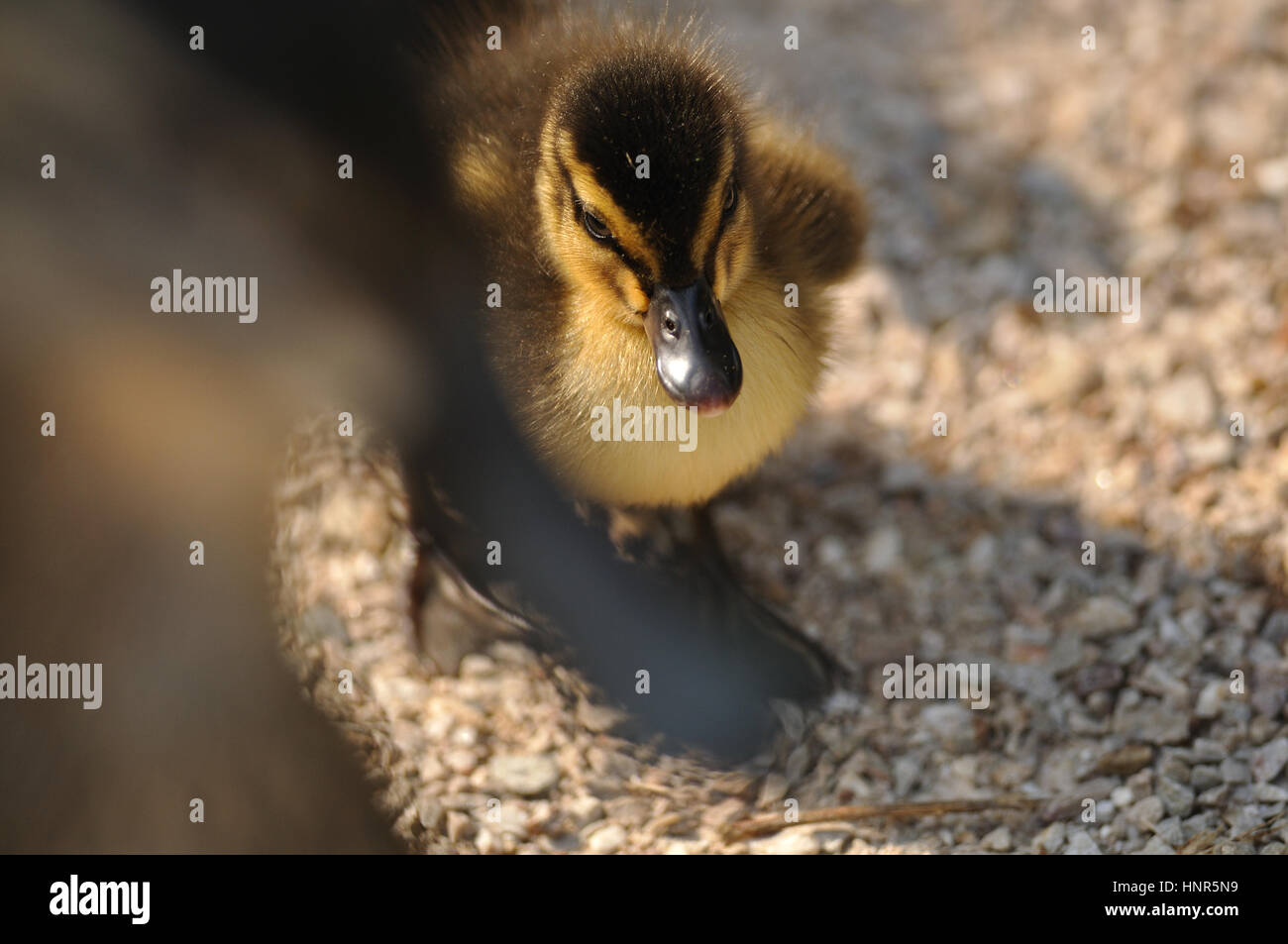 Mallard duckling face hi-res stock photography and images - Alamy
