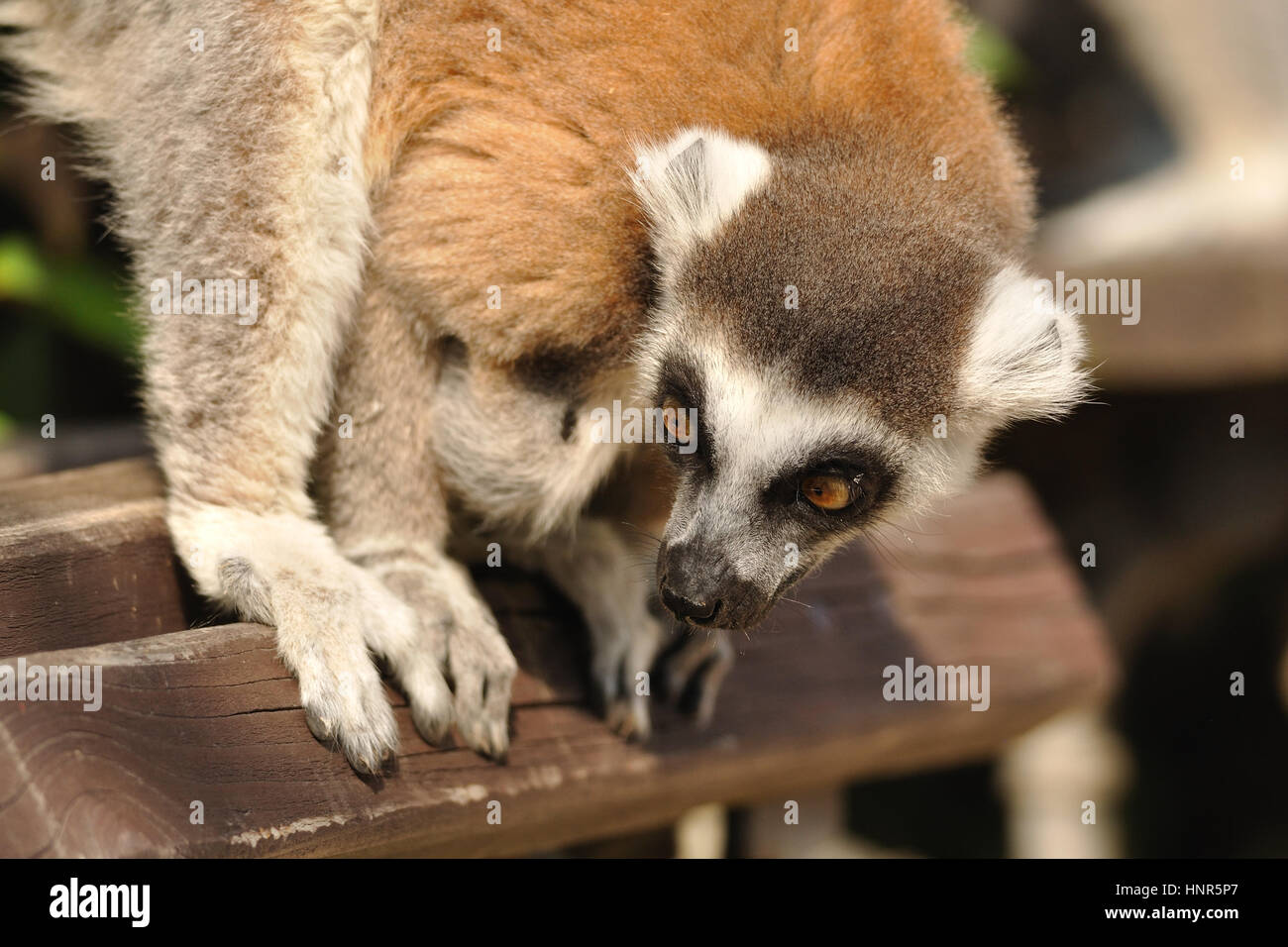 Surprissed lemur on bench staring down what happend Stock Photo - Alamy