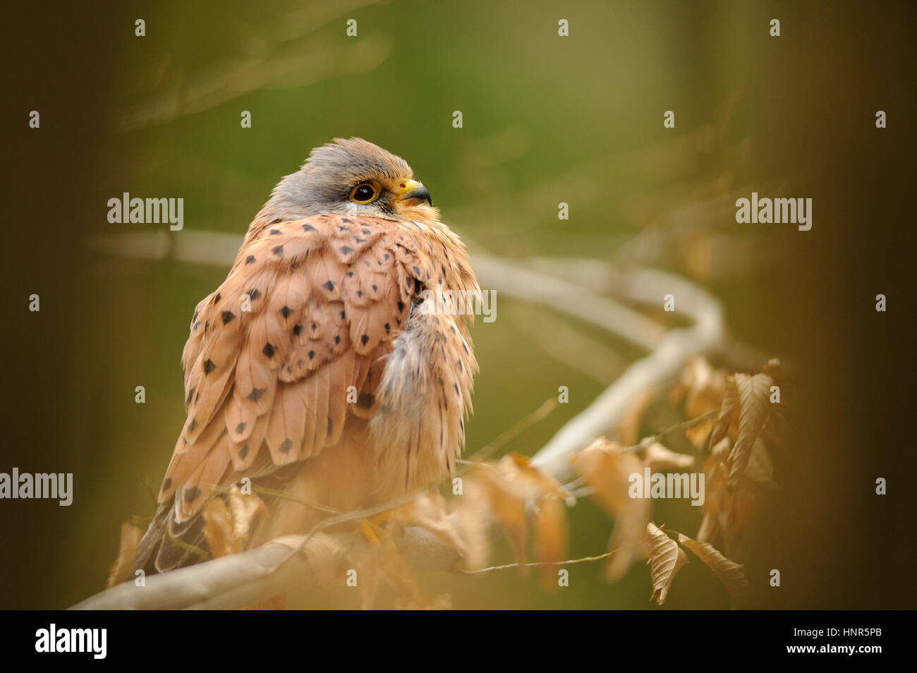 Common kestrel on tree branch in the forest Stock Photo - Alamy