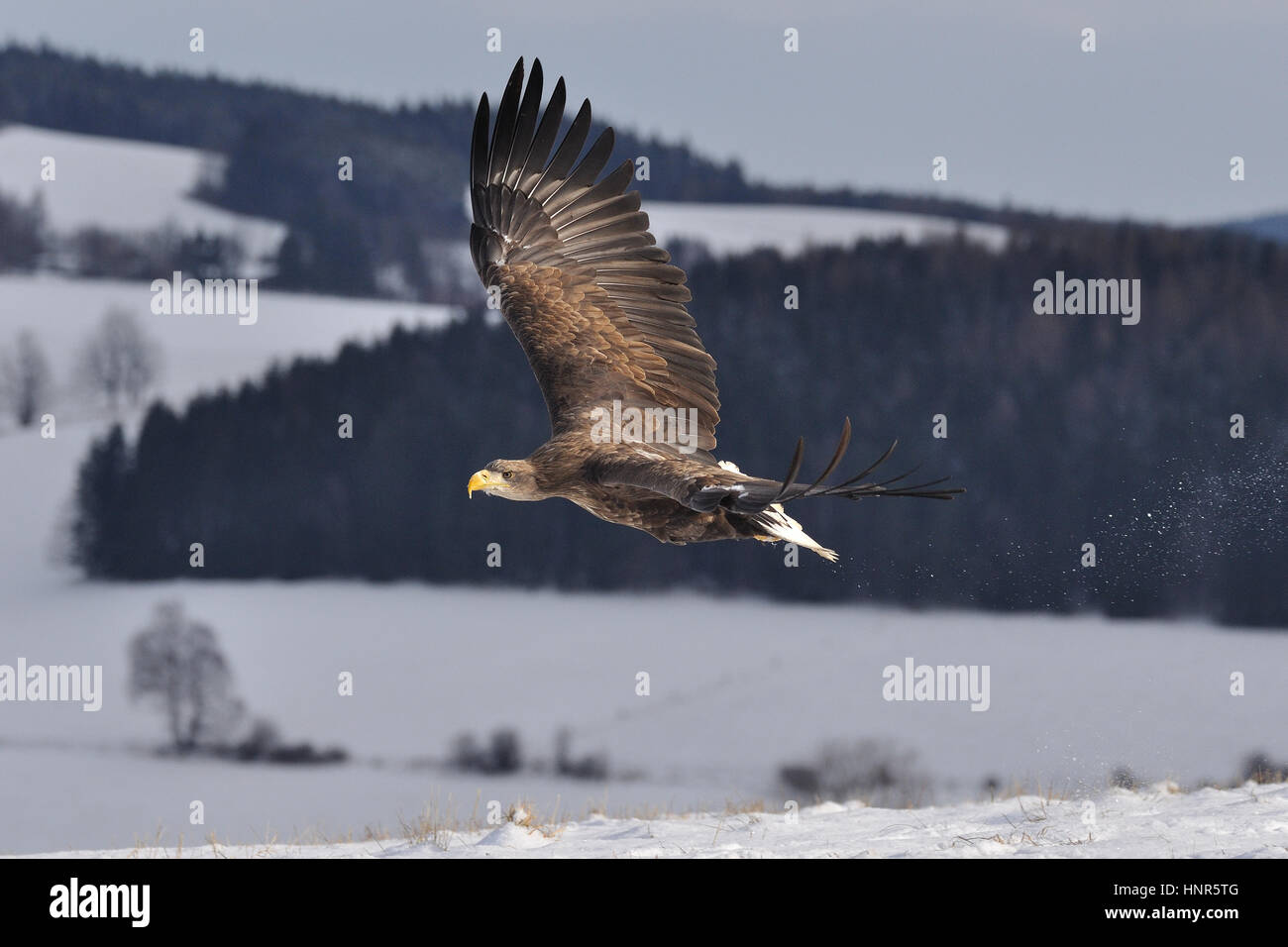 White-tailed Eagle flying in winter Stock Photo - Alamy
