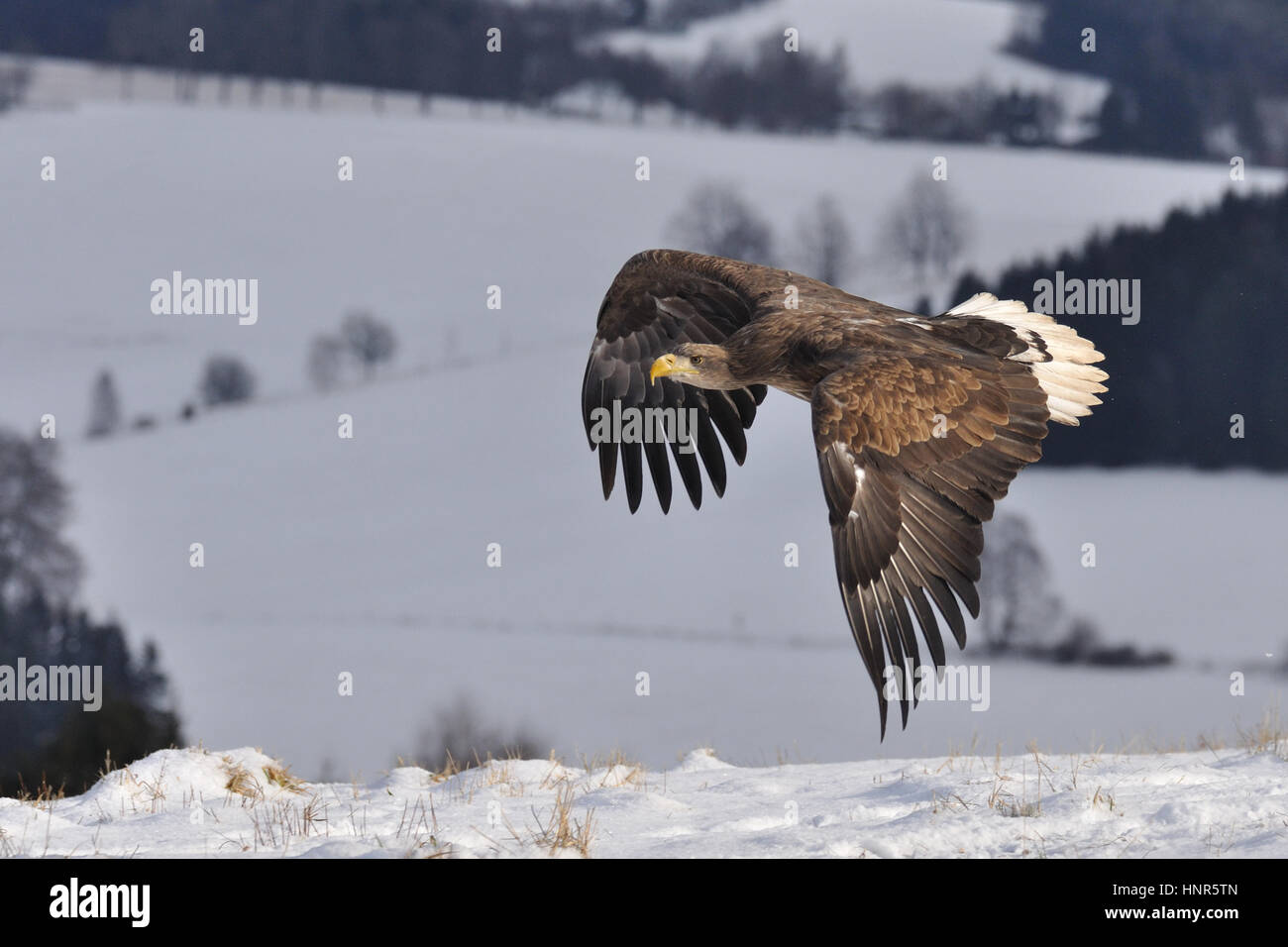 White-tailed Eagle flying in winter Stock Photo - Alamy