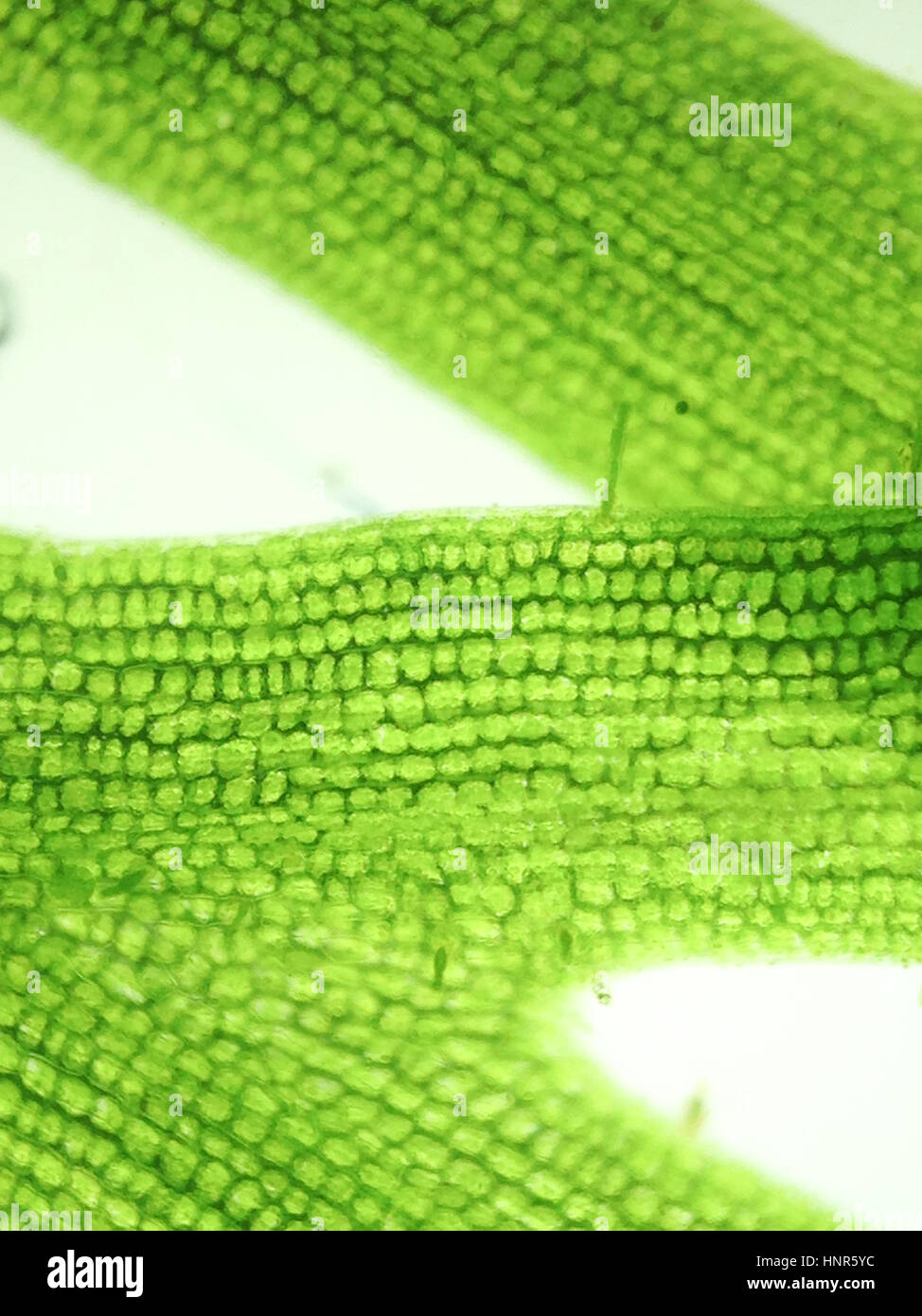 Microorganism algae hi-res stock photography and images - Alamy