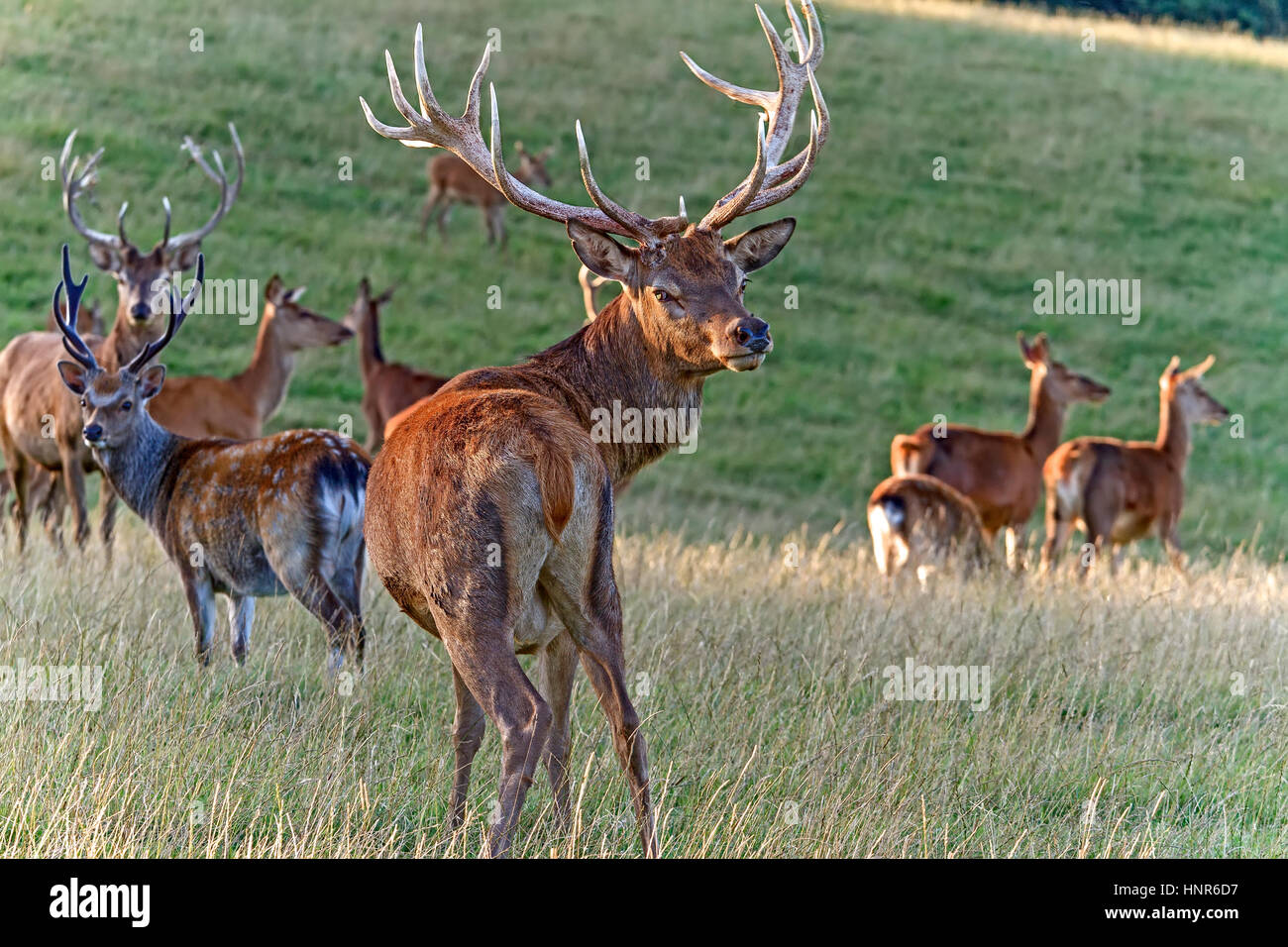 Native ungulates hi-res stock photography and images - Alamy