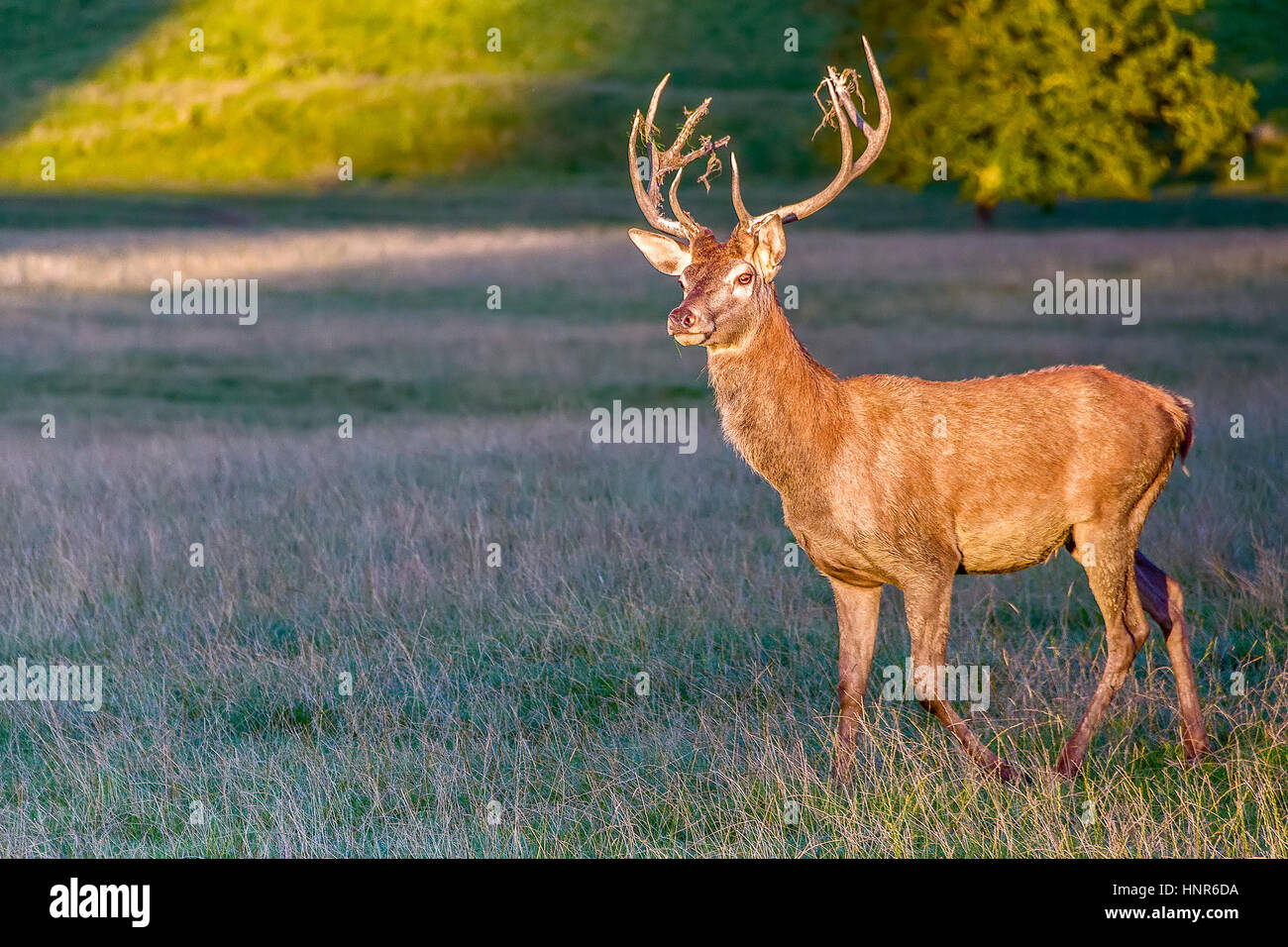 Red Deer Stag (Cervus elephus) UK Stock Photo - Alamy