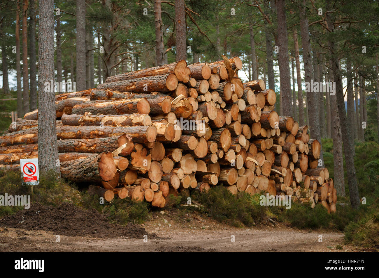 Pile of tree logs in a woodland forest Stock Photo - Alamy