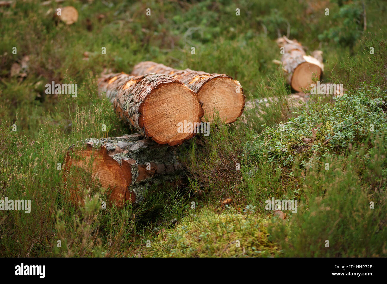 Pile of tree logs in a woodland forest Stock Photo - Alamy