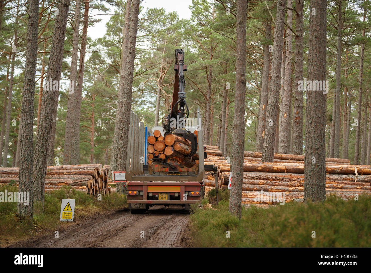 Selective Logging High Resolution Stock Photography and Images - Alamy