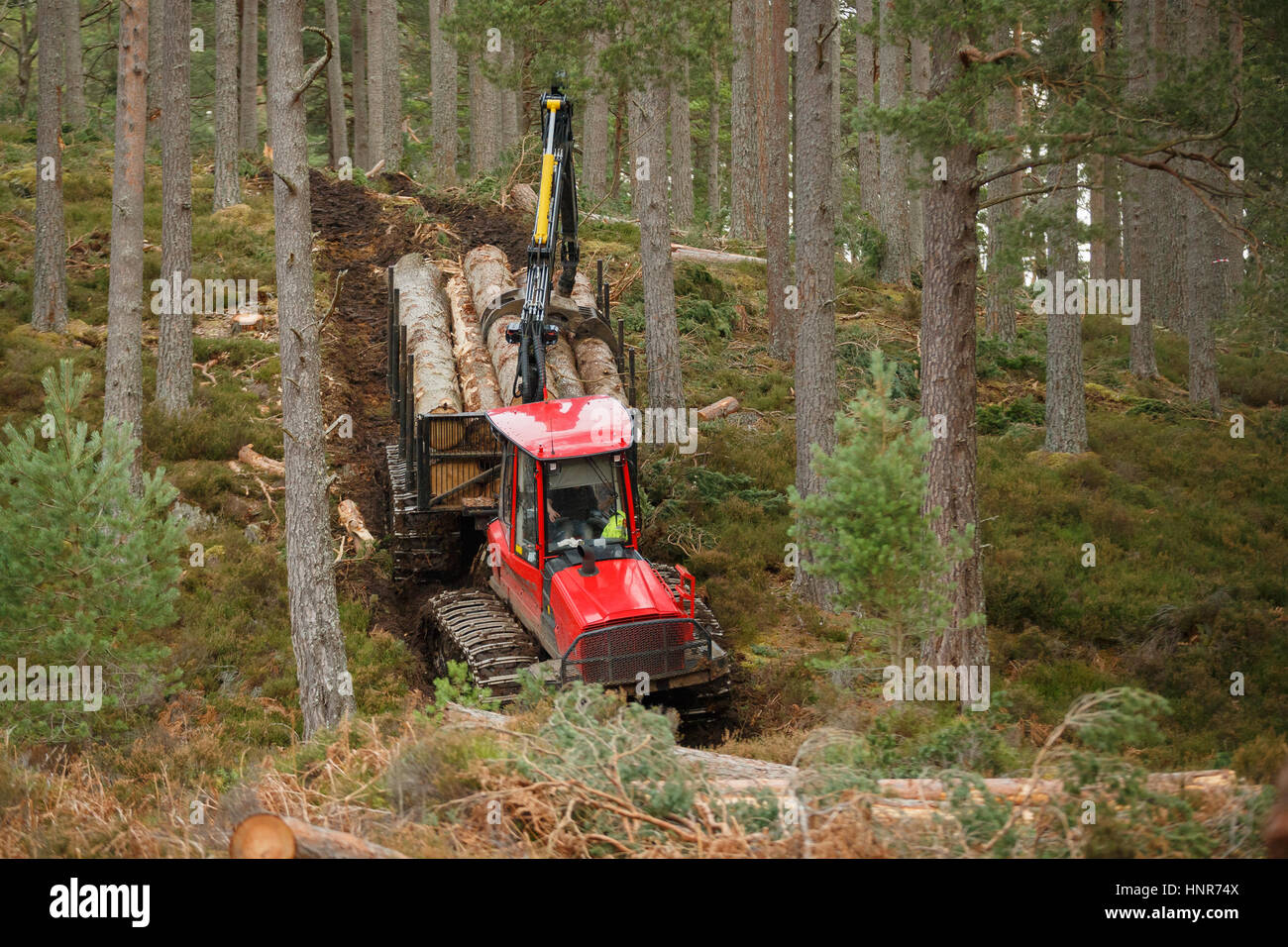 Logging truck transporting tree logs in a woodland forest Stock Photo ...