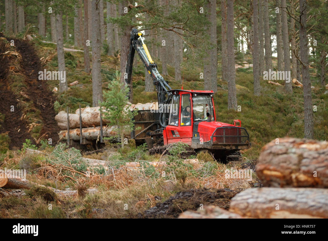 Selective logging hi-res stock photography and images - Alamy