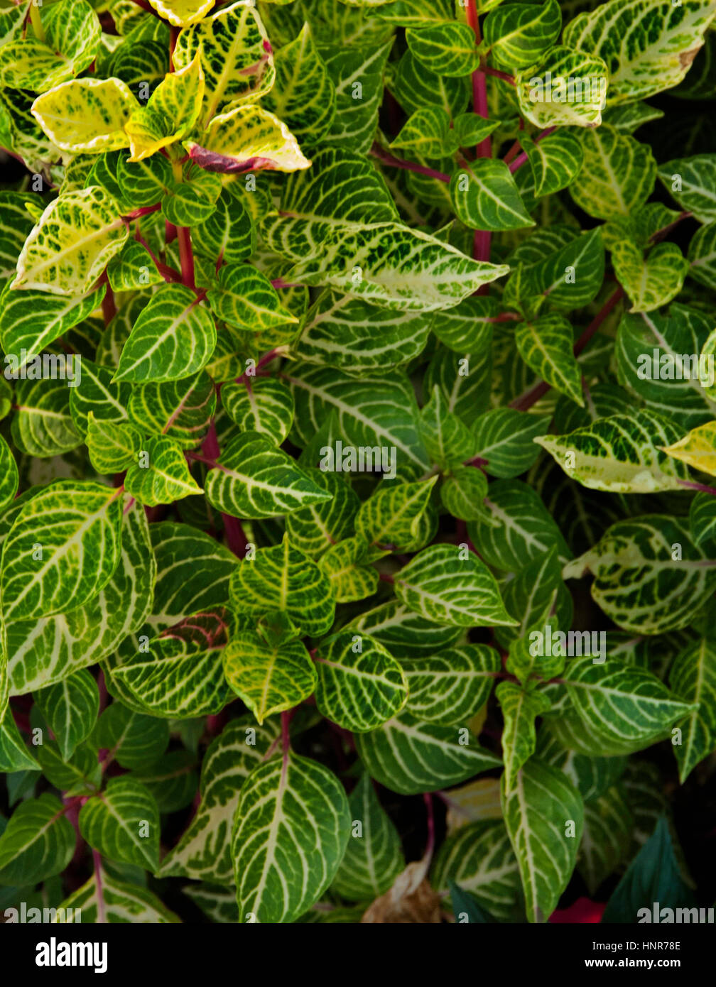 Iresine hi-res stock photography and images - Alamy