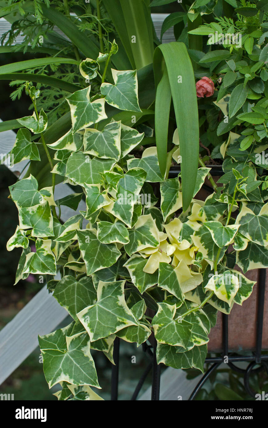 Senecio macroglossus 'variegatus' hi-res stock photography and images ...