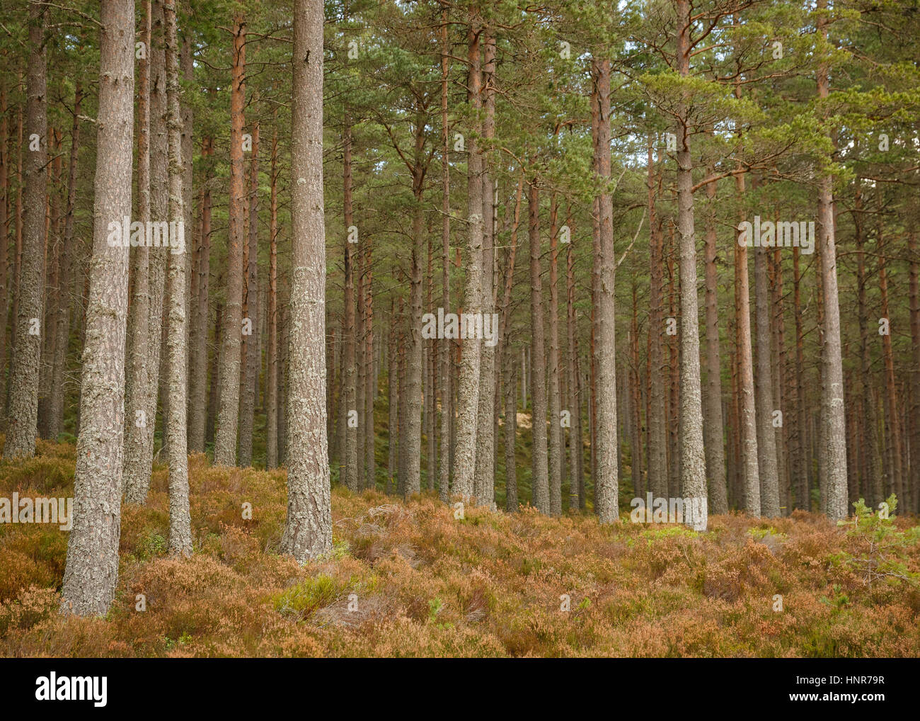 Scottish forests and woods hi-res stock photography and images - Alamy