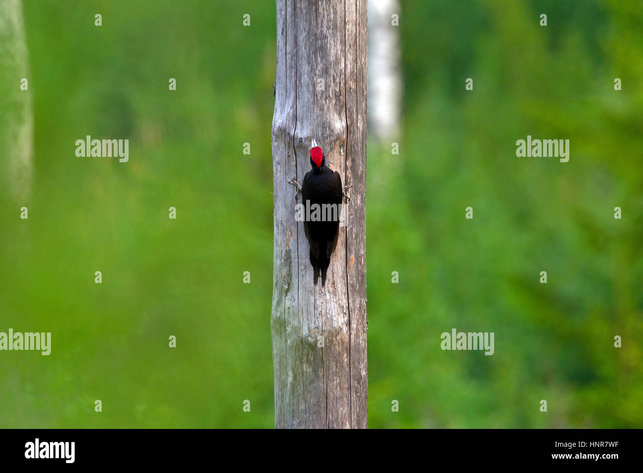Black woodpecker (Dryocopus martius) male foraging along dead tree ...