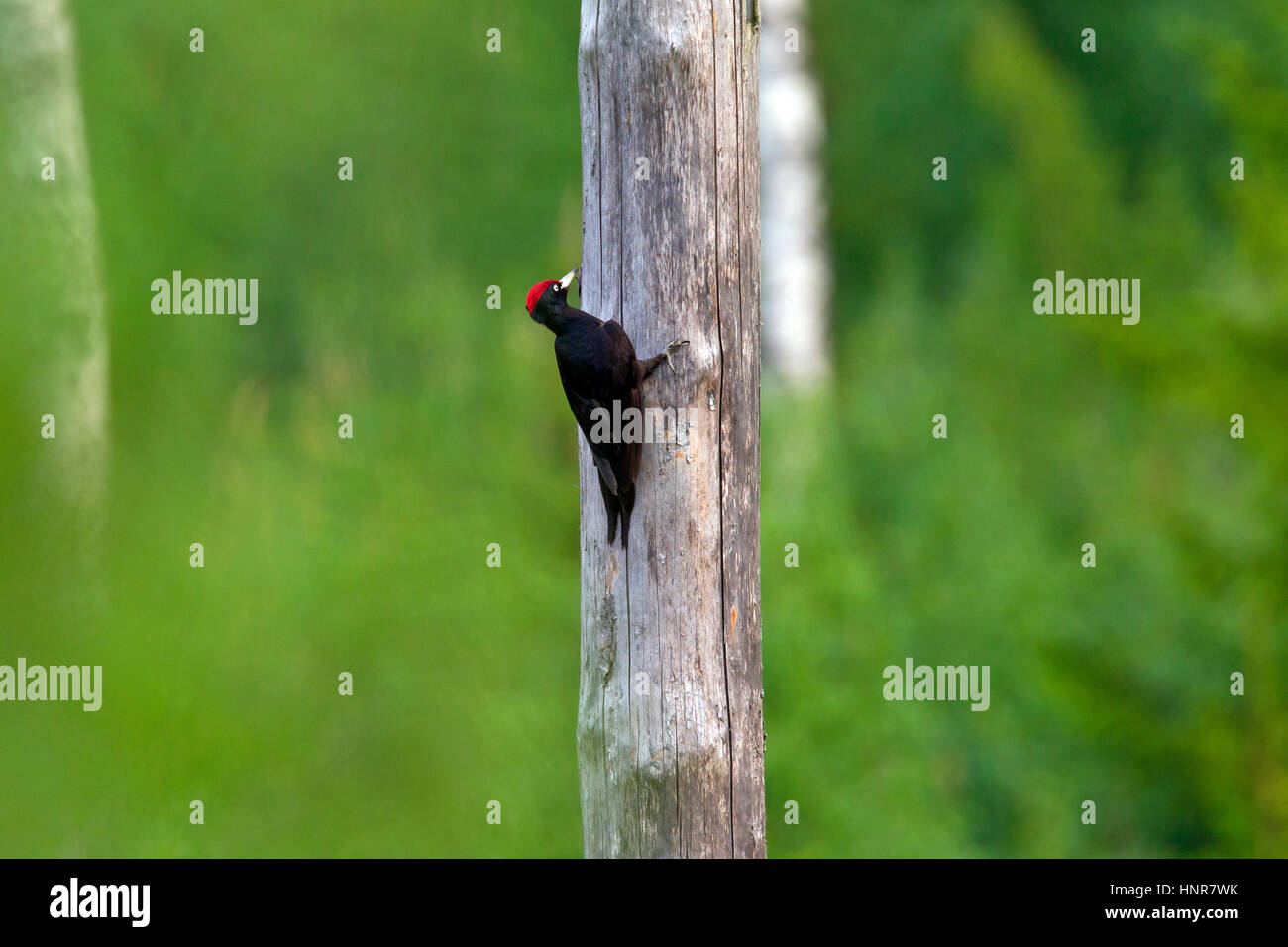 Black woodpecker (Dryocopus martius) male foraging along dead tree ...