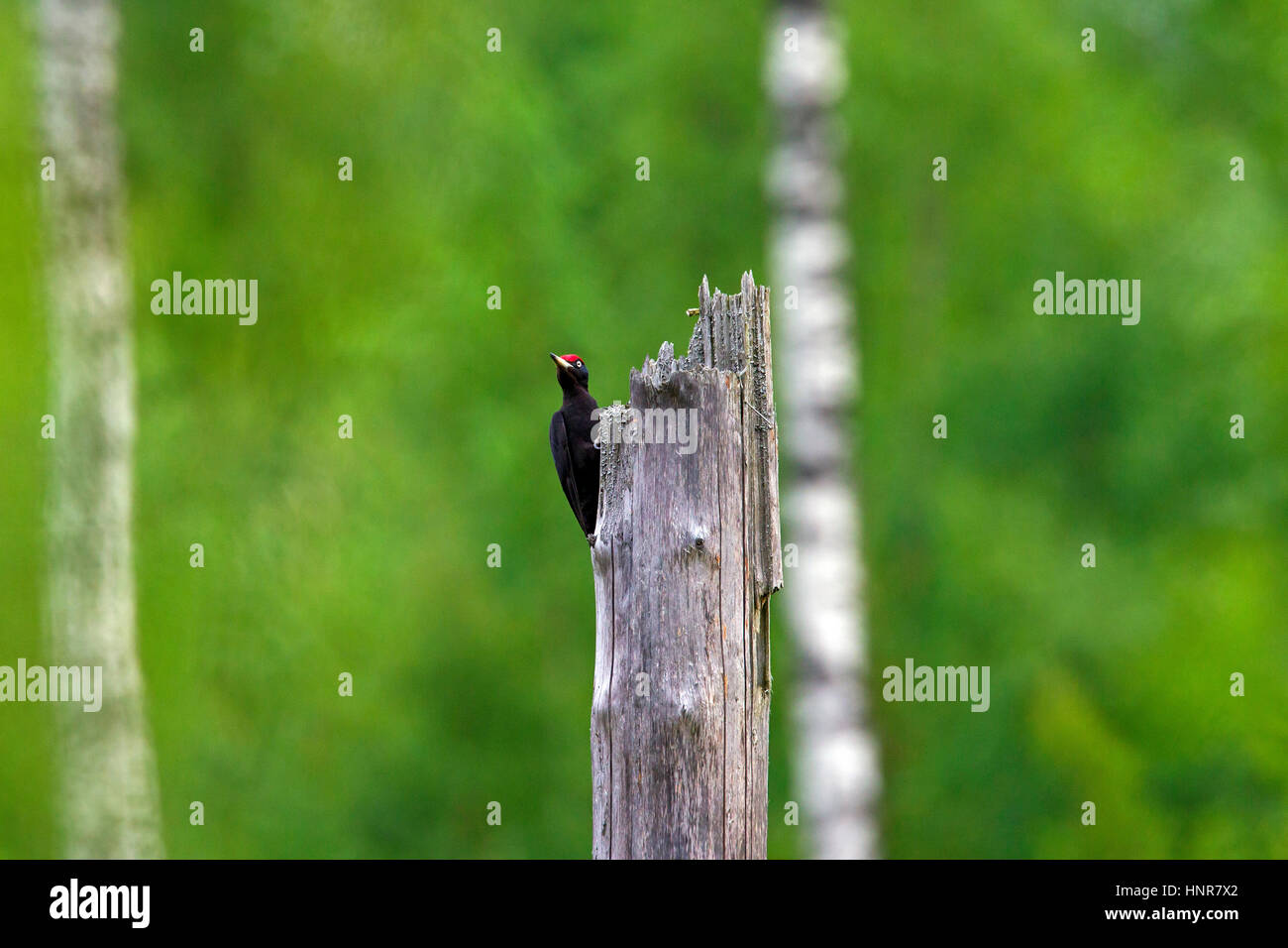 Black woodpecker (Dryocopus martius) male foraging along dead tree ...