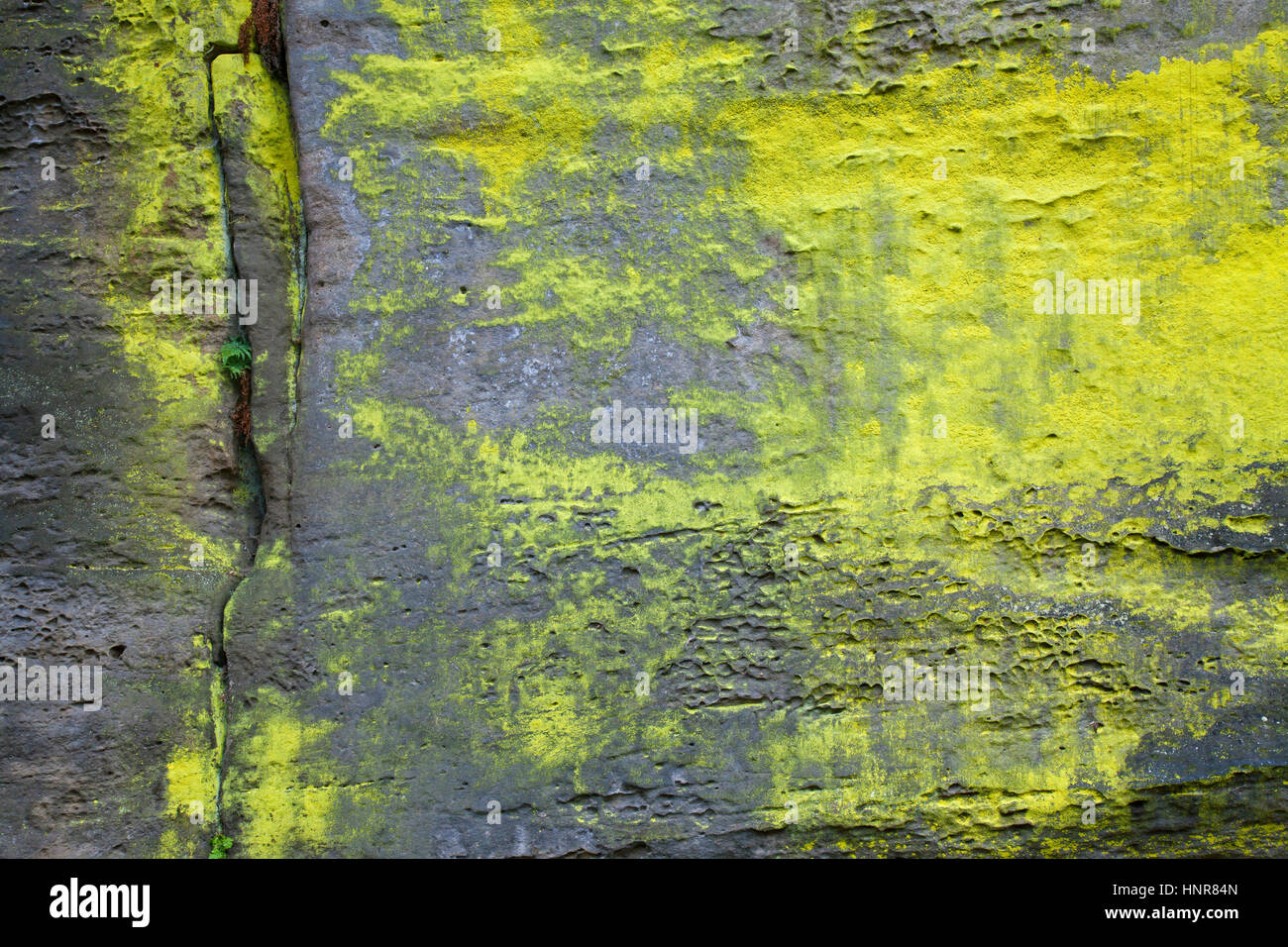 Sulphur dust lichen / greenish gold dust lichen (Chrysothrix chlorina ...