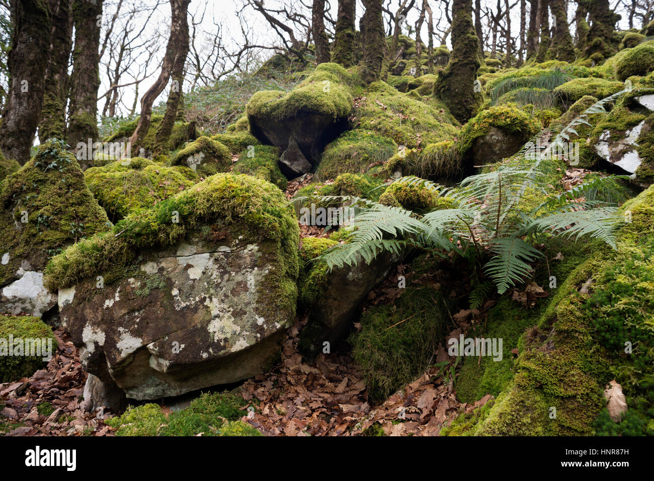 Ty Canol Woods Pembrokeshire Wales Stock Photo - Alamy