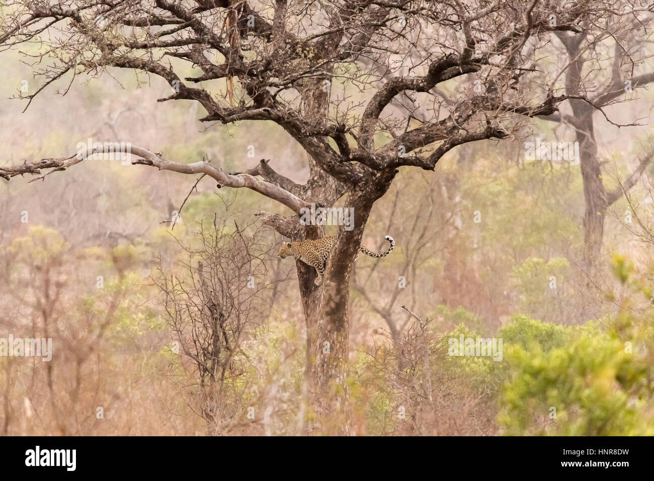 South Africa - Leopard in tree Stock Photo - Alamy