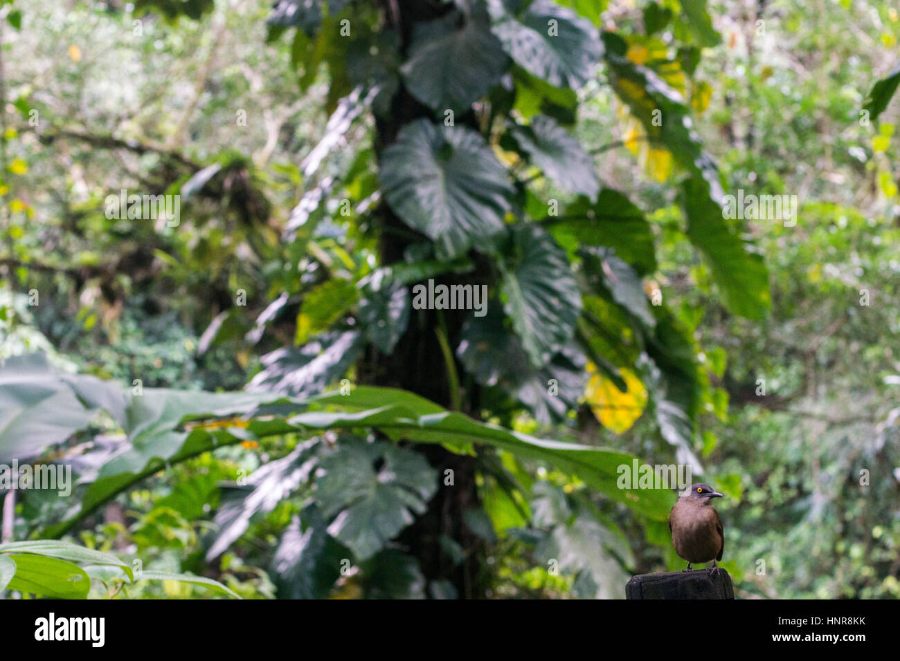 Trembler hi-res stock photography and images - Alamy