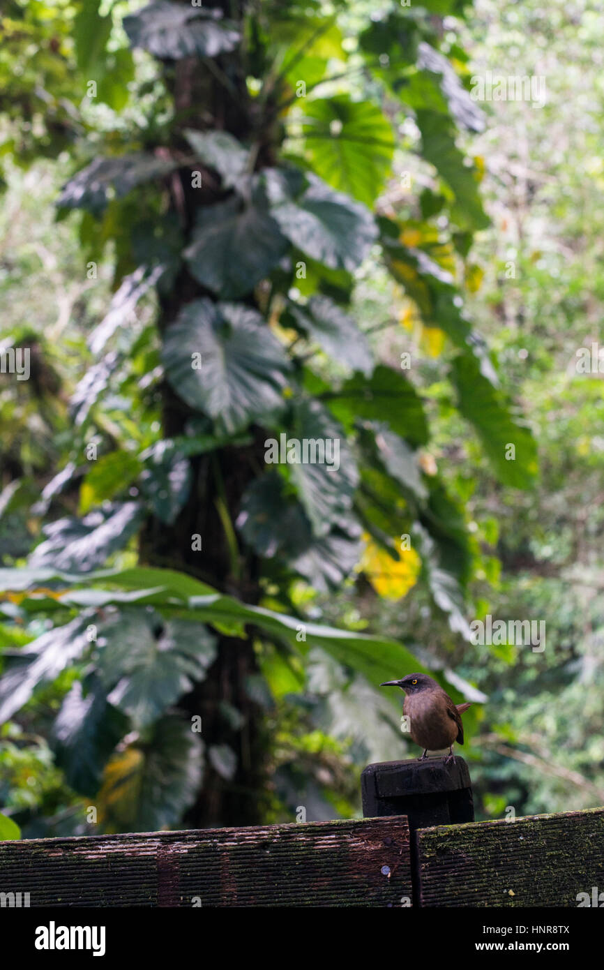 Trembler hi-res stock photography and images - Alamy