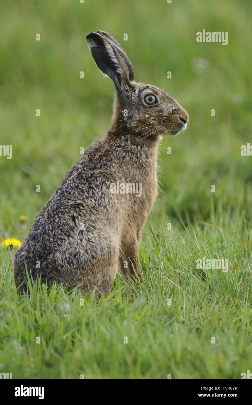 Hare, Lepus europaeus Stock Photo - Alamy