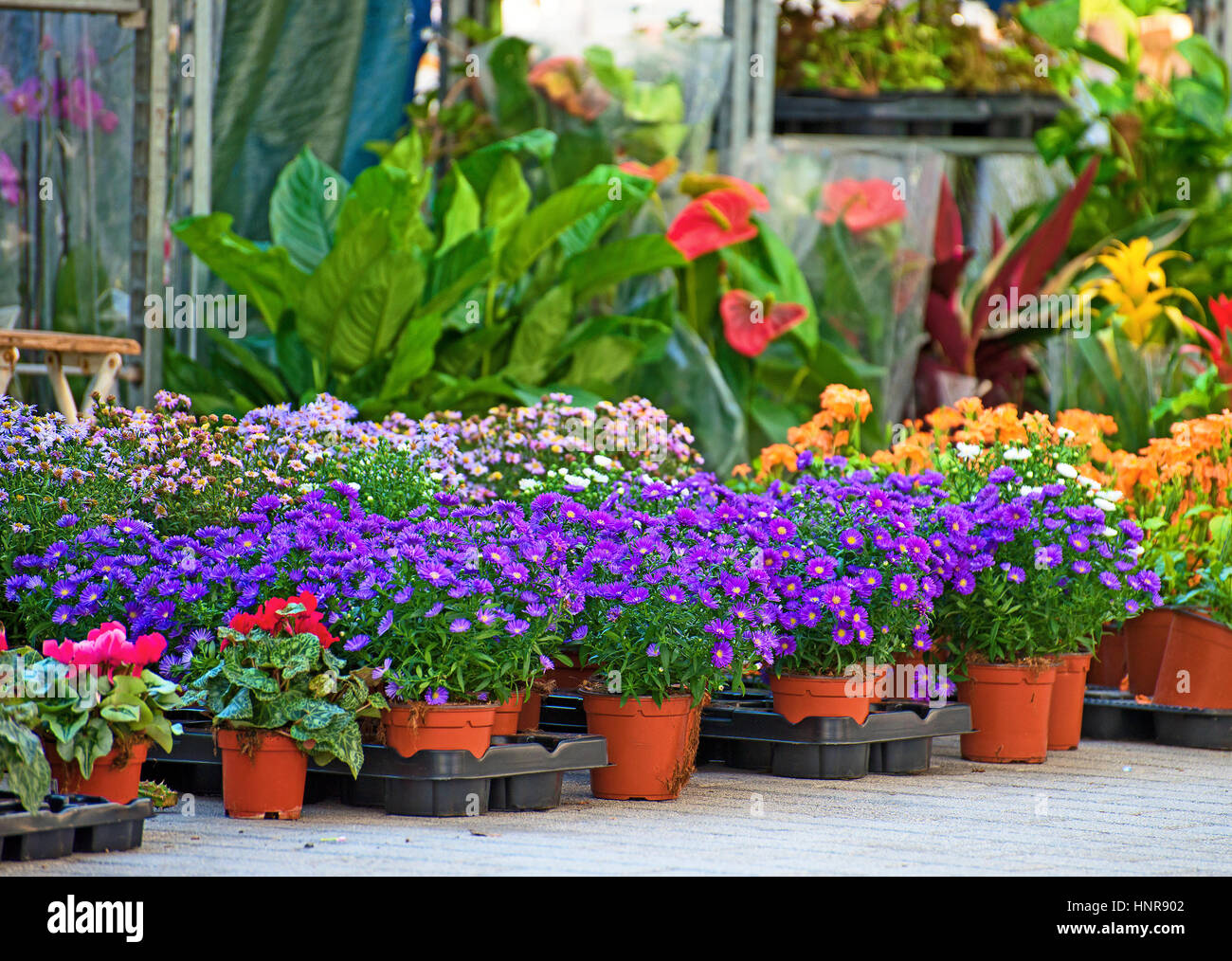 Flower market with variety of flowers Stock Photo - Alamy